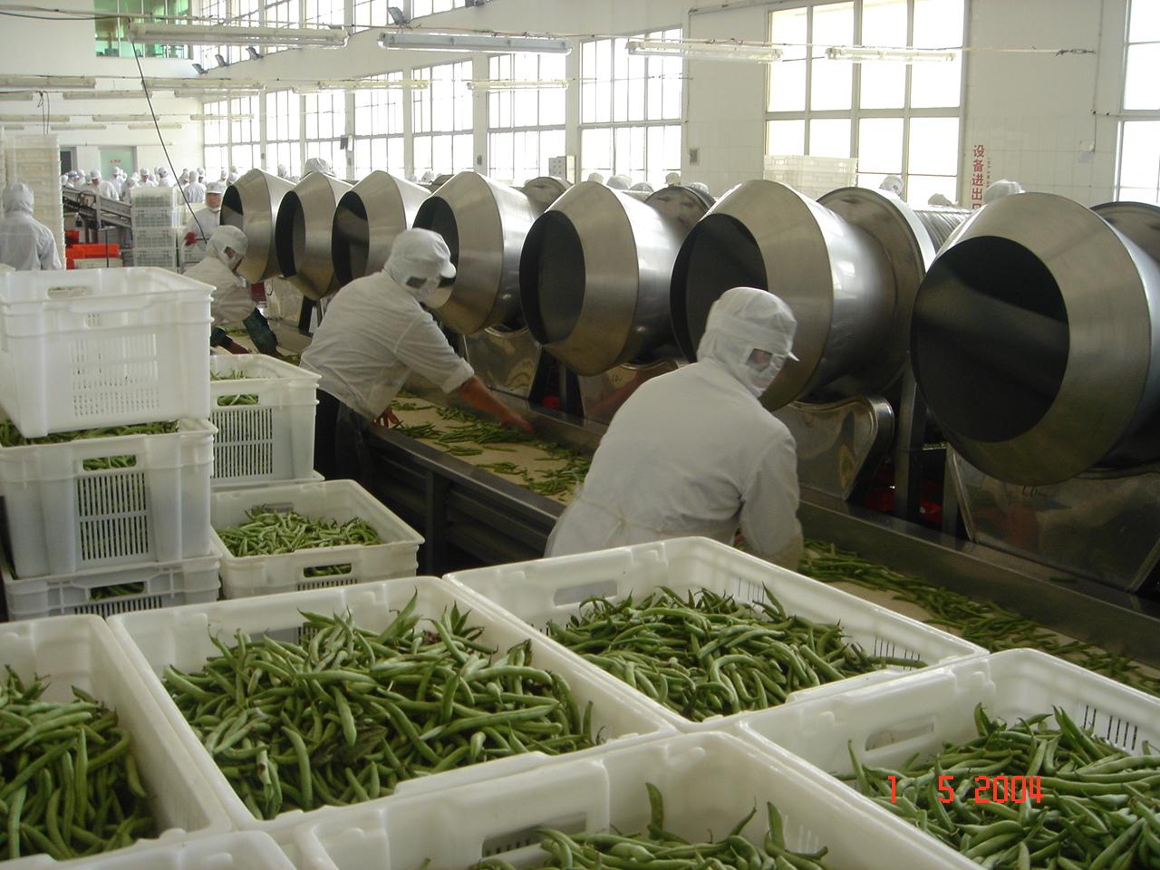 IQF Green Beans Cuts,Frozen Green Bean Cuts,IQF Cut Green Beans - SFFV ...