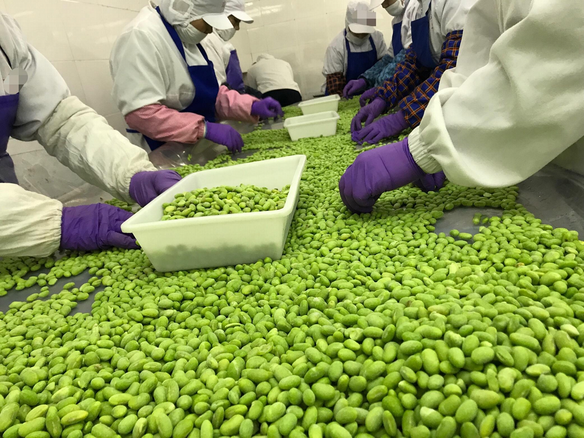 IQF Mukimame,IQF Shelled Edamame,IQF Green Soybean Kernels - SFFV-MKMM ...