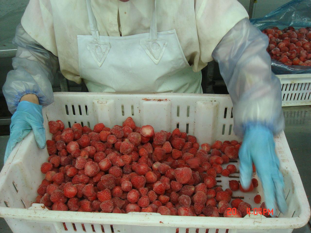 IQF Strawberry,Frozen Strawberries,IQF Whole Strawberry,Sweet Charlie ...