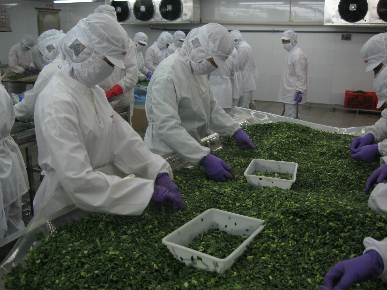 IQF Frozen Spring Onion Cuts,IQF Frozen Green Onions Dices,IQF Chives ...