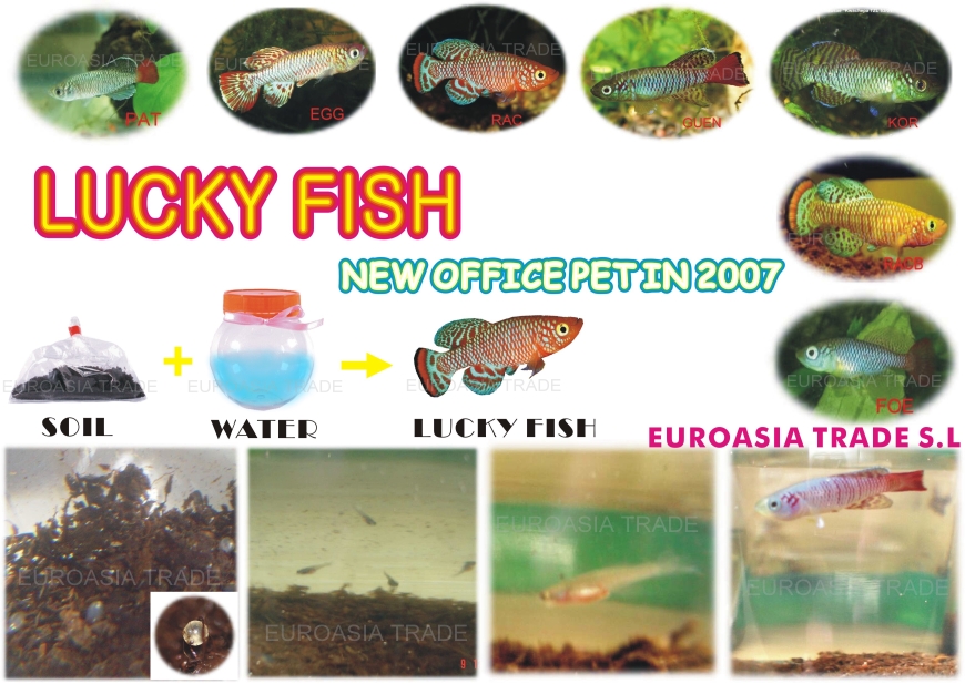 Lucky Fish - LUCKY FISH (Taiwan Manufacturer) - Promotion Gifts ...
