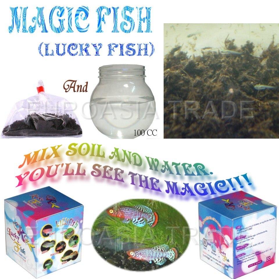 Magic Fish (Taiwan Manufacturer) - Pet Supplies - Entertainment ...