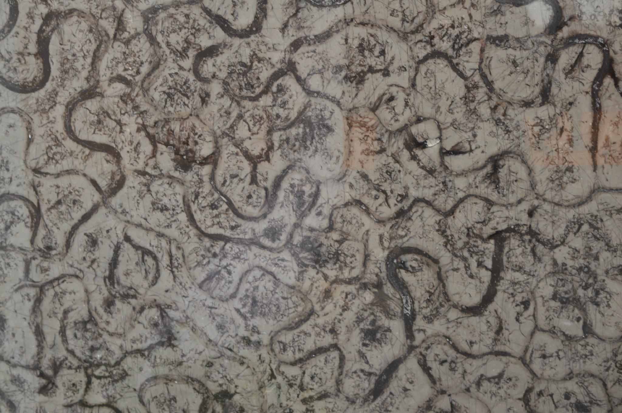 Exotic brown oracle marble - UNION STONE (China Manufacturer) - Marble ...