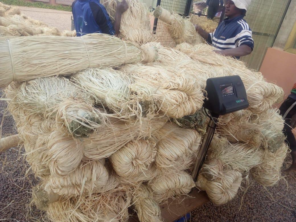 Jute (China Manufacturer) - Plant Extract - Agricultural Products ...