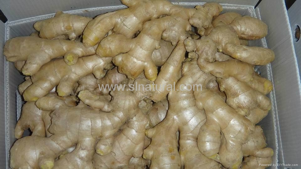 2024 CROPS CHINA FRESH JUMBO GINGER - 300g+ - a-best (China ...