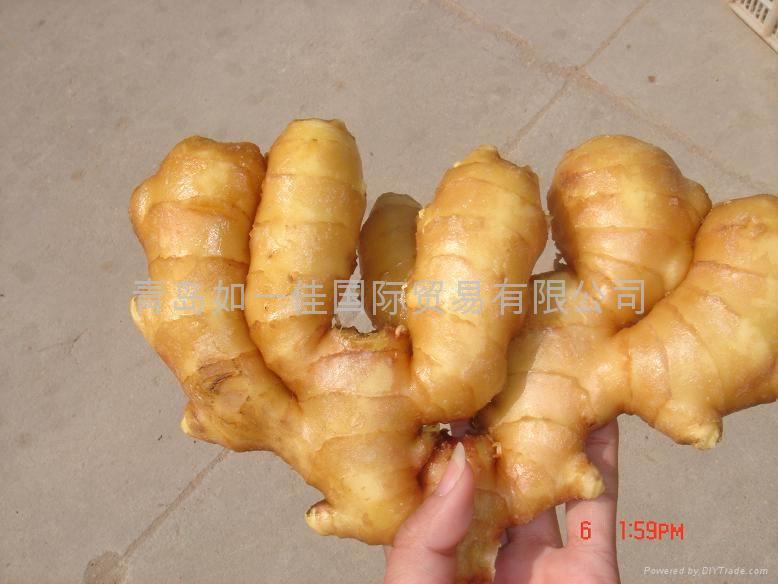FRESH GINGER /JUMBO GINGER - 300g+ - A-BEST (China Manufacturer ...