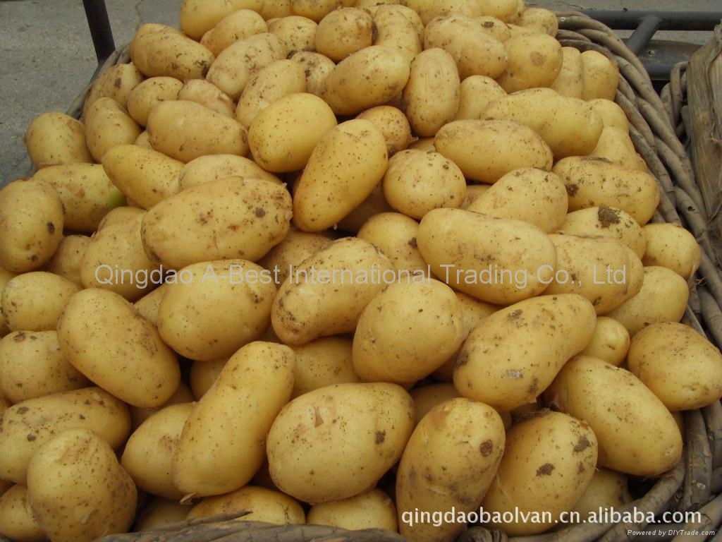 2015 crops Fresh holland potatoes - 150g +-300g+ - a-best (China ...