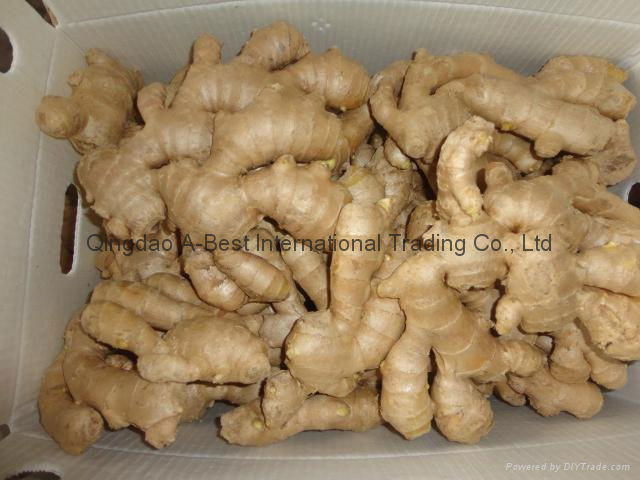 FRESH GINGER /JUMBO GINGER - 300g+ - A-BEST (China Manufacturer ...
