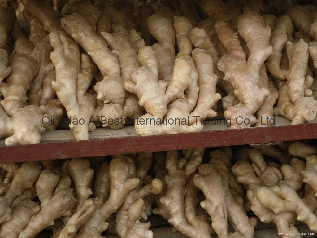 2024 CROPS CHINA FRESH JUMBO GINGER - 300g+ - a-best (China ...