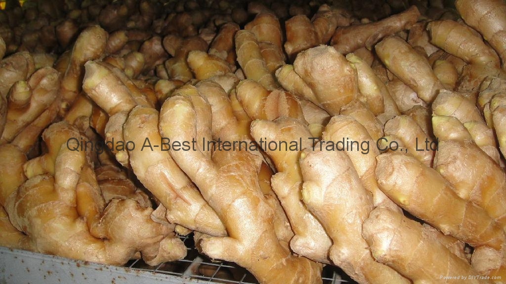 2024 CROPS CHINA FRESH JUMBO GINGER - 300g+ - a-best (China ...