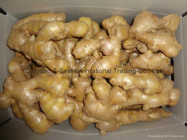 2025 Air dried fresh JUMBO ginger - China - Manufacturer - Fresh