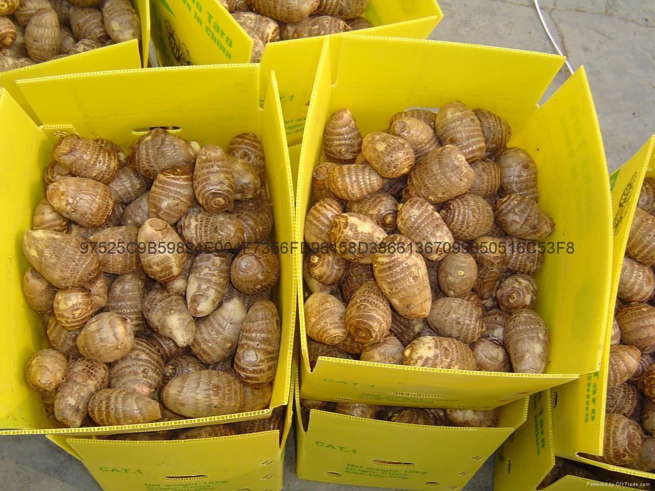JUMBO TARO AIR DRIED - 80g+ - a-best (China Manufacturer) - Fresh ...