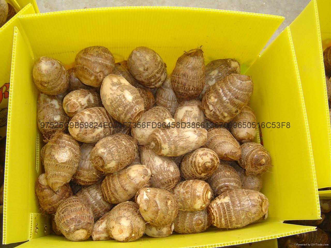2020 FRESH JUMBO EDDOES - a-best (China Manufacturer) - Fresh ...