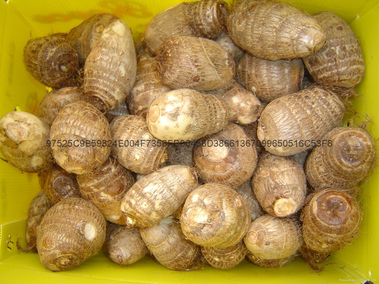 2020 FRESH JUMBO EDDOES - a-best (China Manufacturer) - Fresh ...