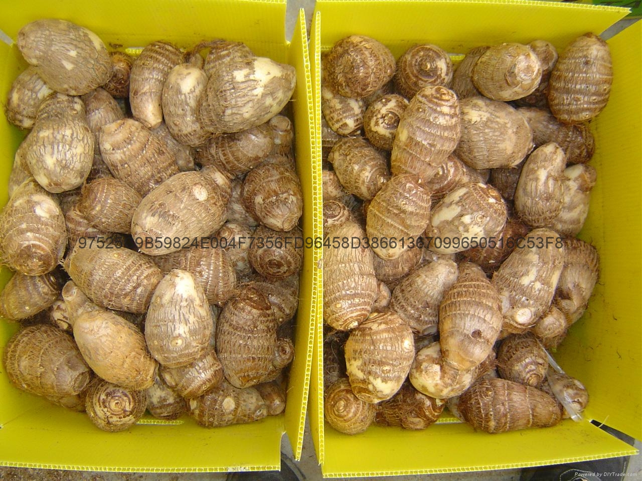 2020 FRESH JUMBO EDDOES - a-best (China Manufacturer) - Fresh ...