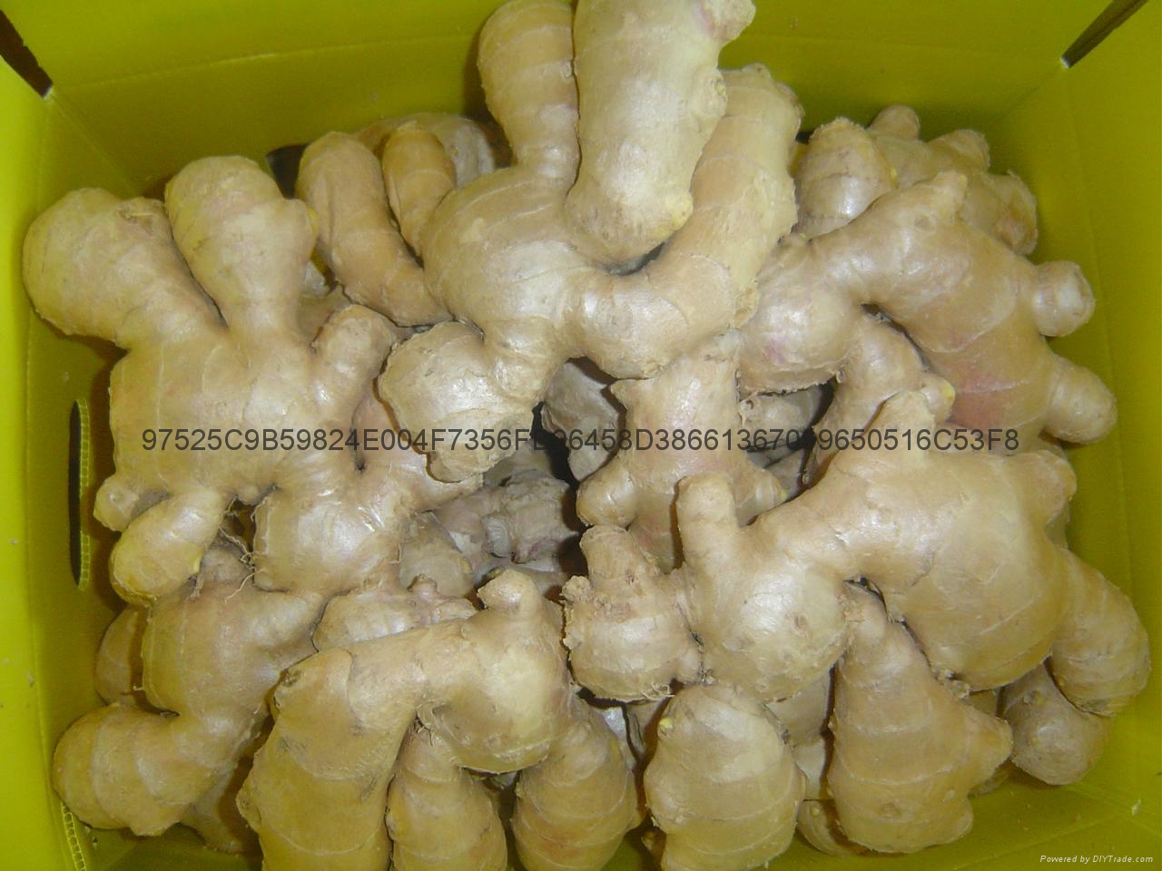 Chinese Jumbo Fresh Ginger - 300g+ - a-best (China Manufacturer ...