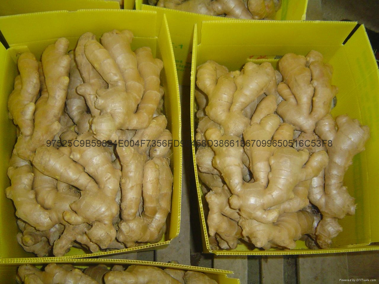 Chinese Jumbo Fresh Ginger - 300g+ - a-best (China Manufacturer ...