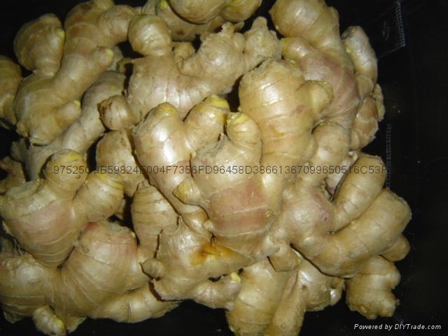 Chinese Jumbo Fresh Ginger - 300g+ - a-best (China Manufacturer ...