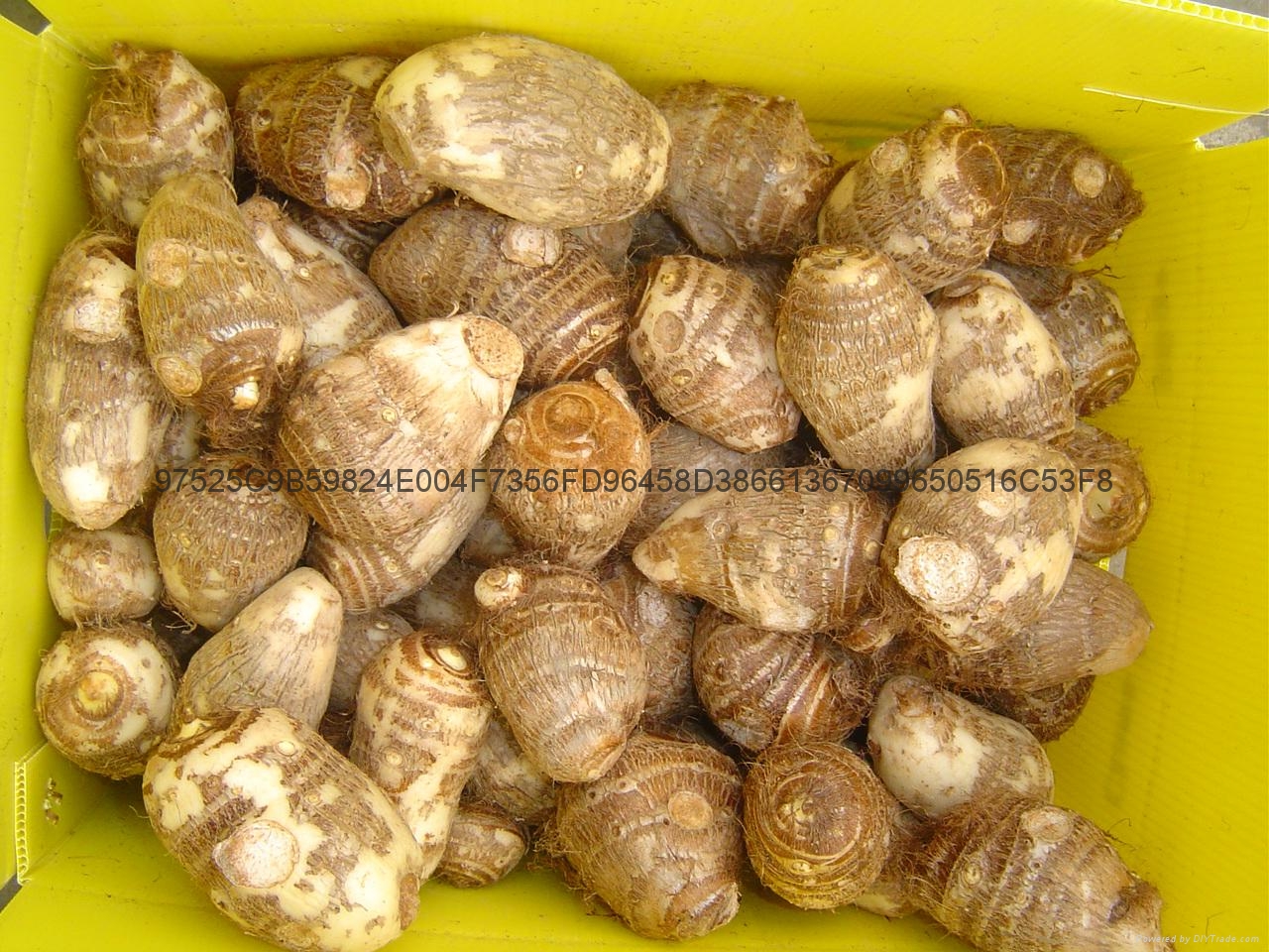 FRESH TARO (EDDOES) - 60g+ - a-best (China Manufacturer) - Fresh ...