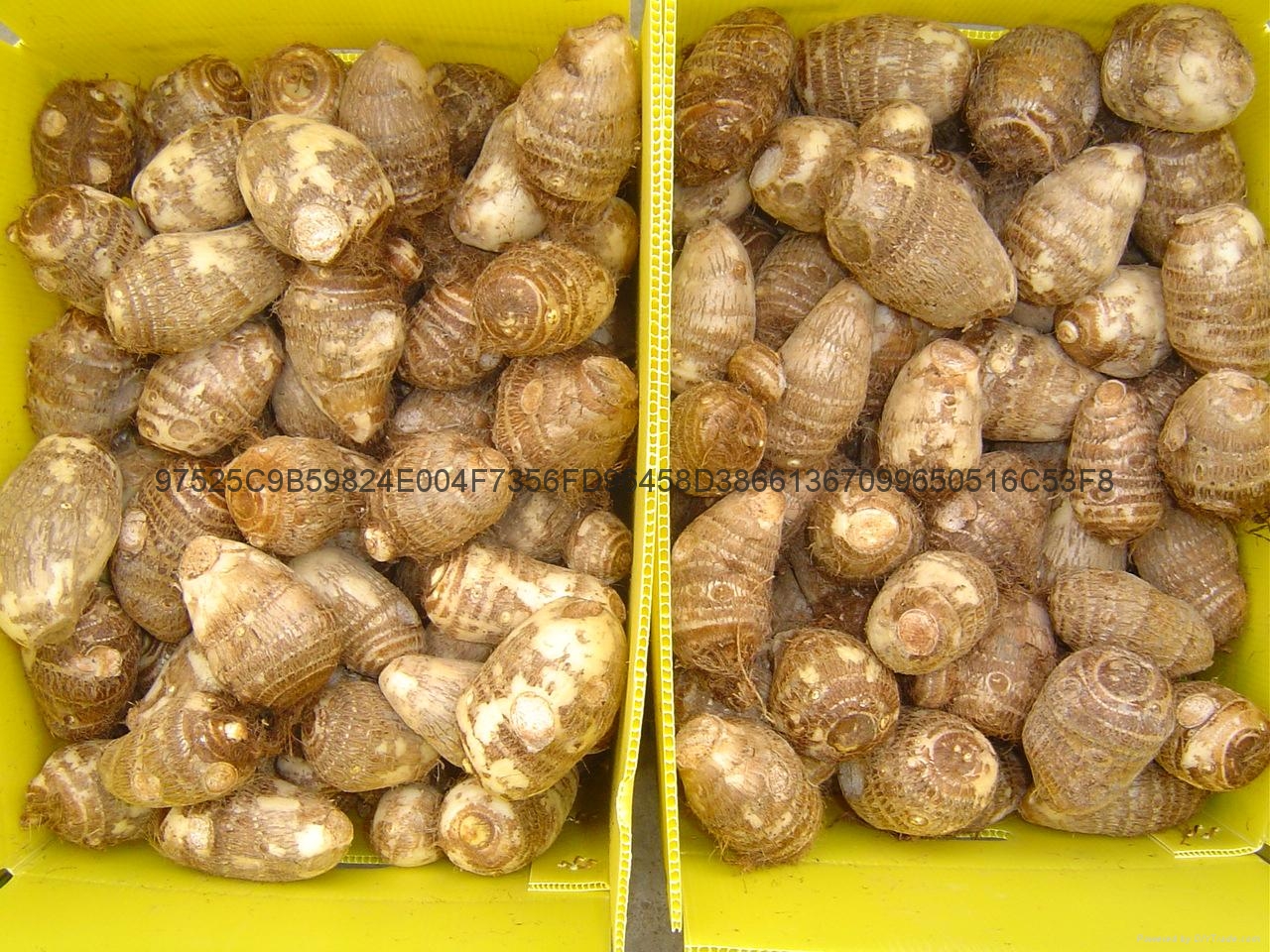 FRESH TARO (EDDOES) - 60g+ - a-best (China Manufacturer) - Fresh ...