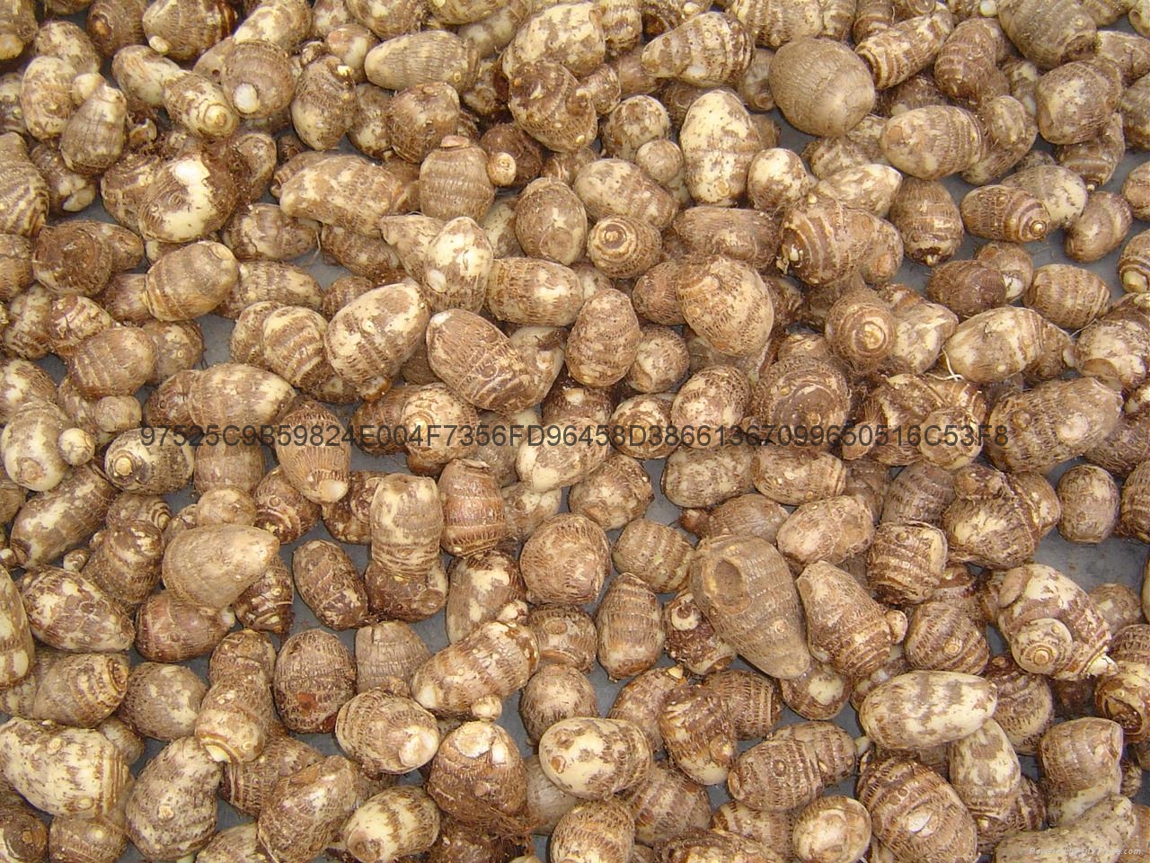FRESH TARO (EDDOES) - 60g+ - a-best (China Manufacturer) - Fresh ...