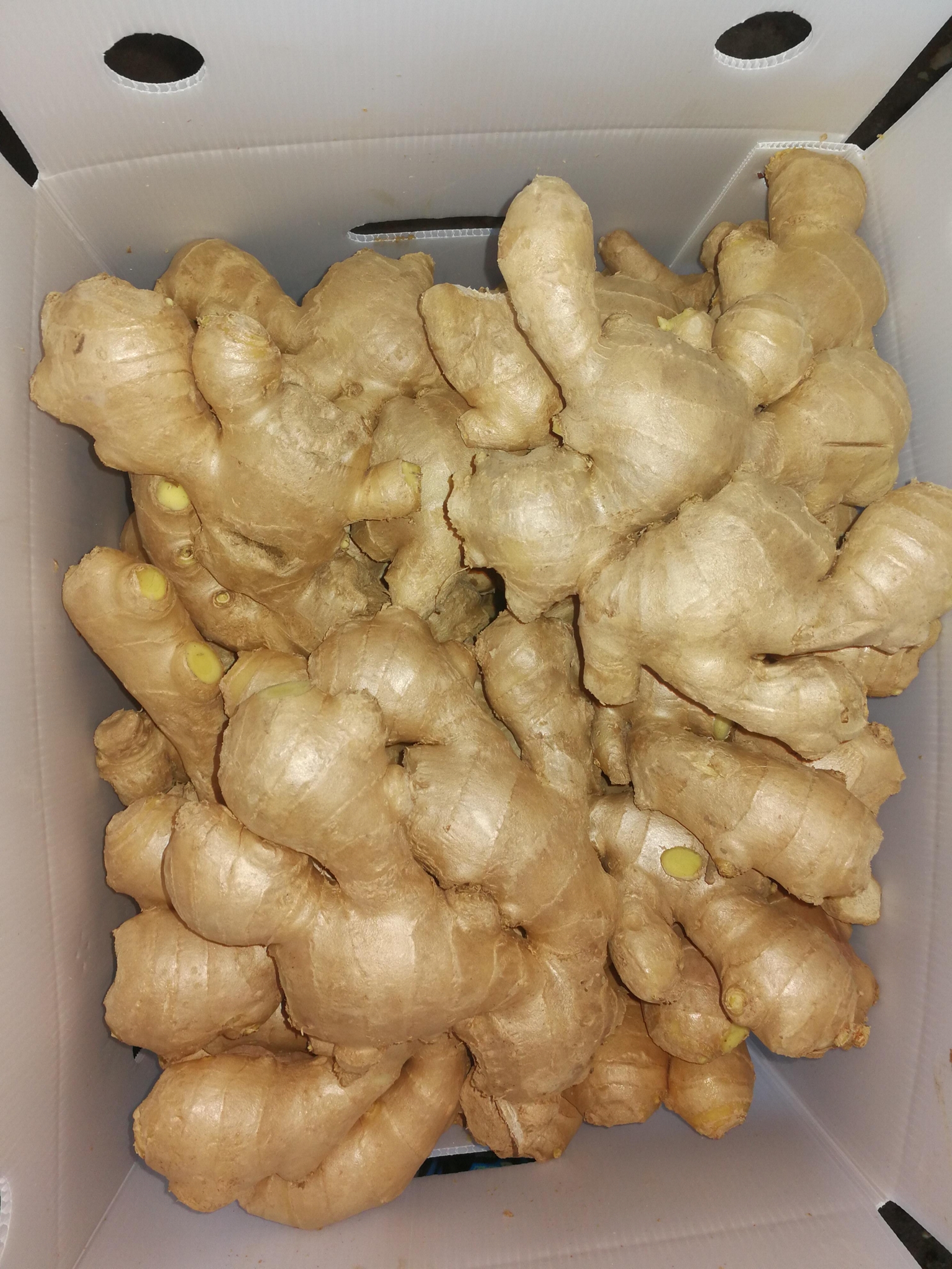 Chinese Jumbo Fresh Ginger - 300g+ - a-best (China Manufacturer ...