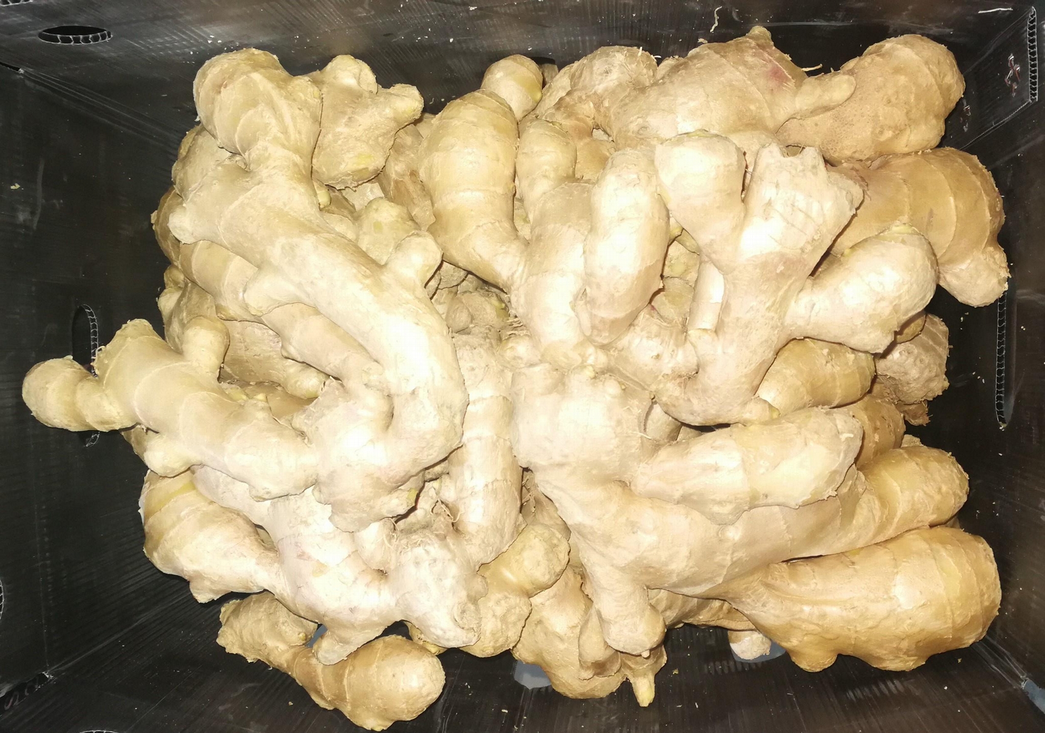 2025 new crop ginger - 300g+ - a-best (China Manufacturer) - Fresh Vegetables - Agricultural ...