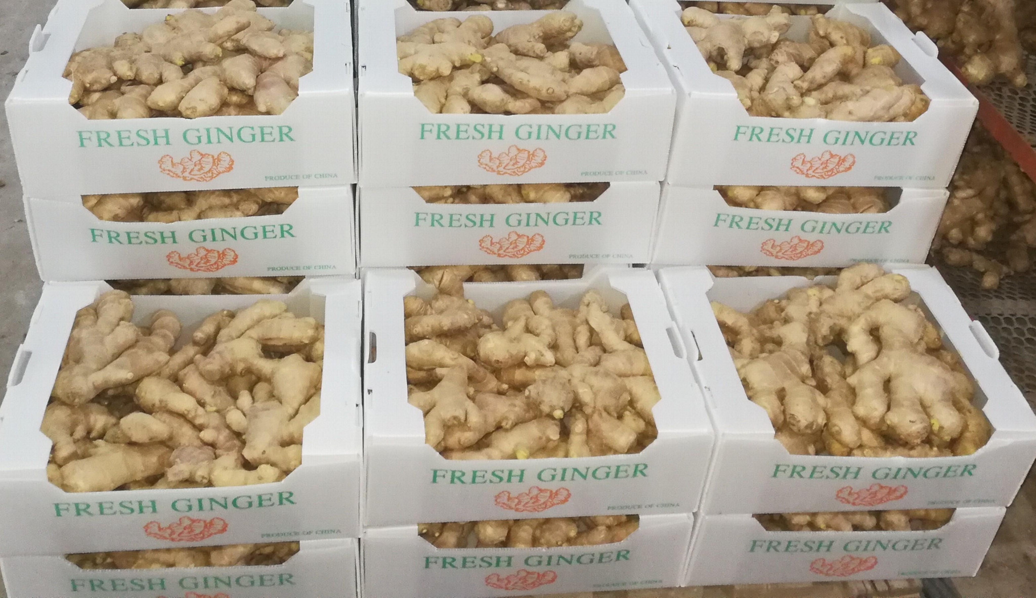2022 Jumbo Air dried Ginger - 300g+ - a-best (China Manufacturer ...