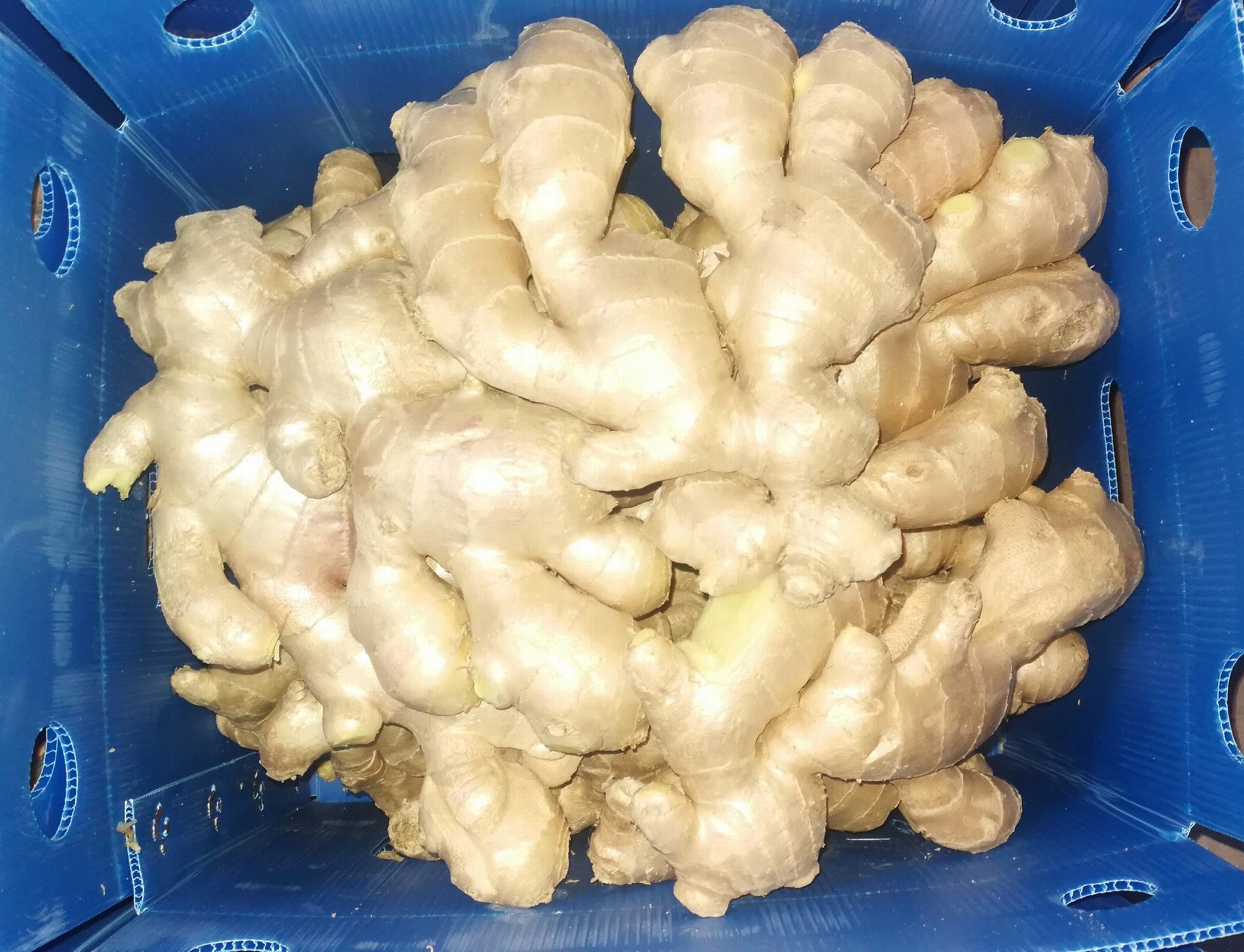 2022 Jumbo Air dried Ginger - 300g+ - a-best (China Manufacturer ...