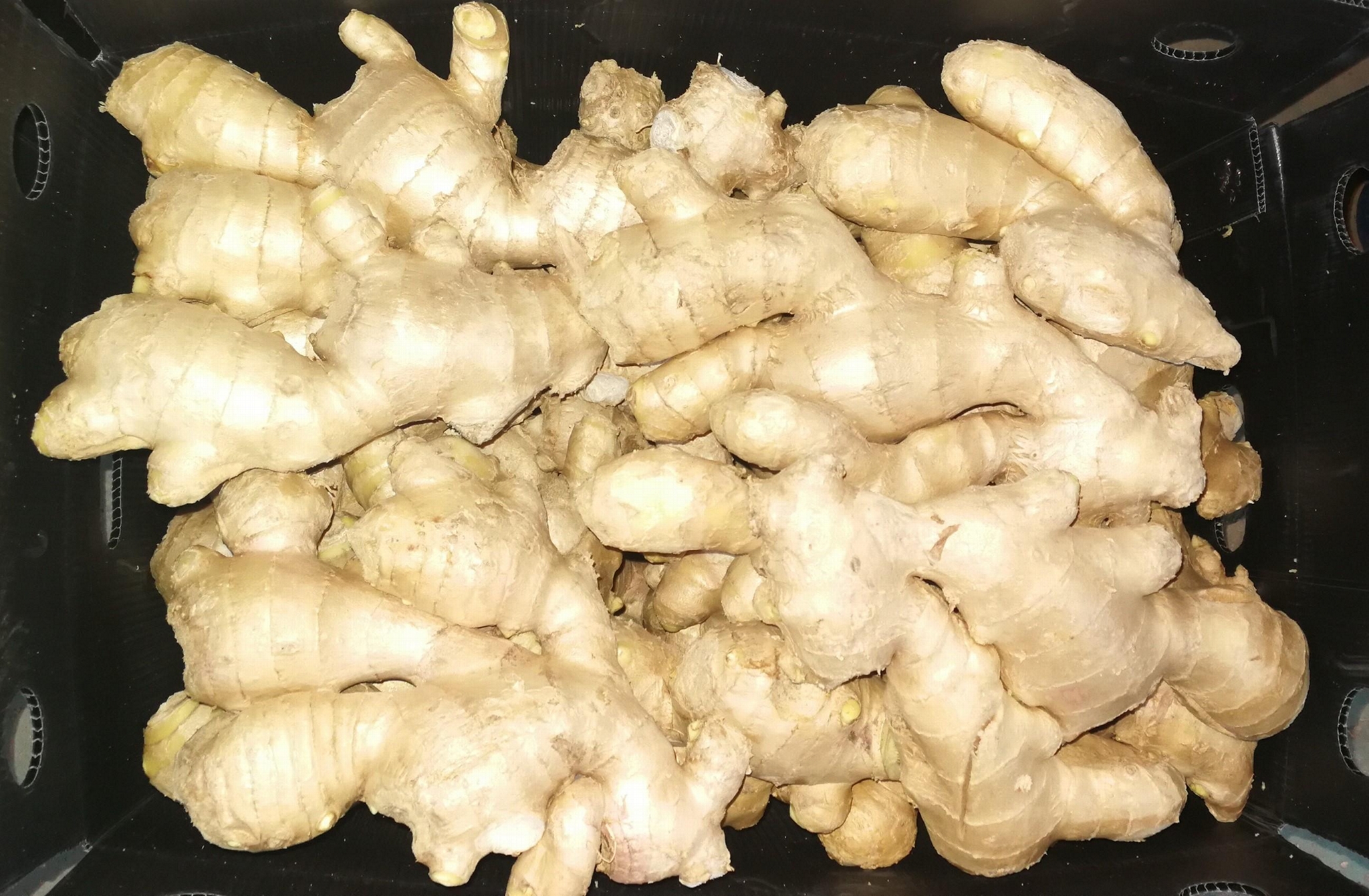 2024 Jumbo Air dried Ginger - 300g+ - a-best (China Manufacturer ...