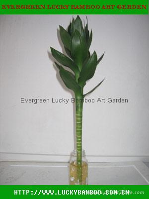 Lotus Lucky bamboo (China Manufacturer) - Flower, Bonsai & Decorative ...