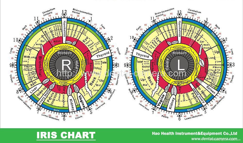 IRIDOLOGY CHART - China - Manufacturer - PRODUCTS - Iridology
