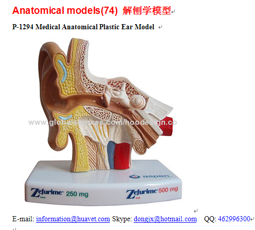 P-1294 Medical Anatomical Plastic Ear Model - Hoo Design (China ...
