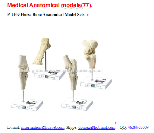 P-1409 Horse Bone Anatomical Model Sets - Hoo Design (China ...