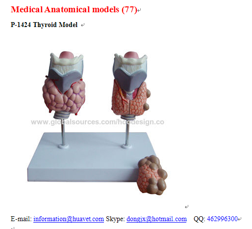 P-1424 Thyroid Model - Hoo Design (China Manufacturer) - Education ...