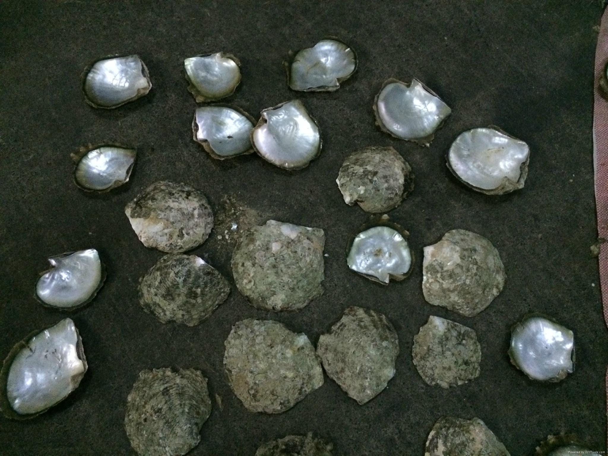 MOP Shell- Somalia - Mother of Pearl - Botani (United Arab Emirates ...