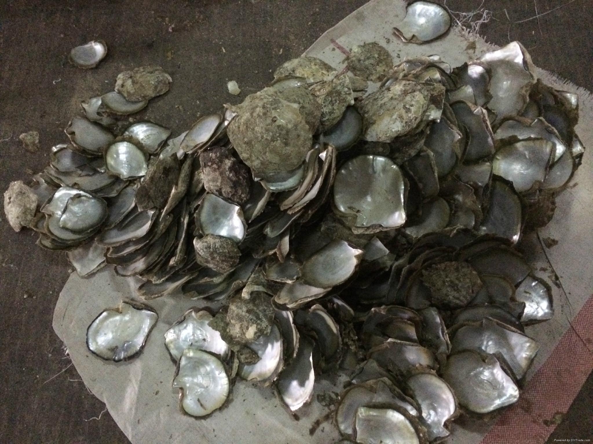 MOP Shell- Somalia - Mother of Pearl - Botani (United Arab Emirates ...