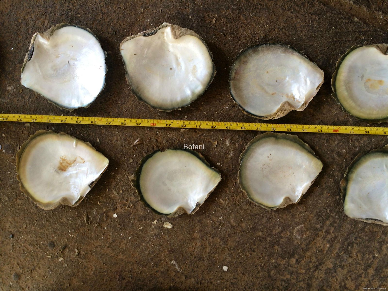 MOP Shell - UAE - Natural / Wild - Botani (United Arab Emirates Trading ...