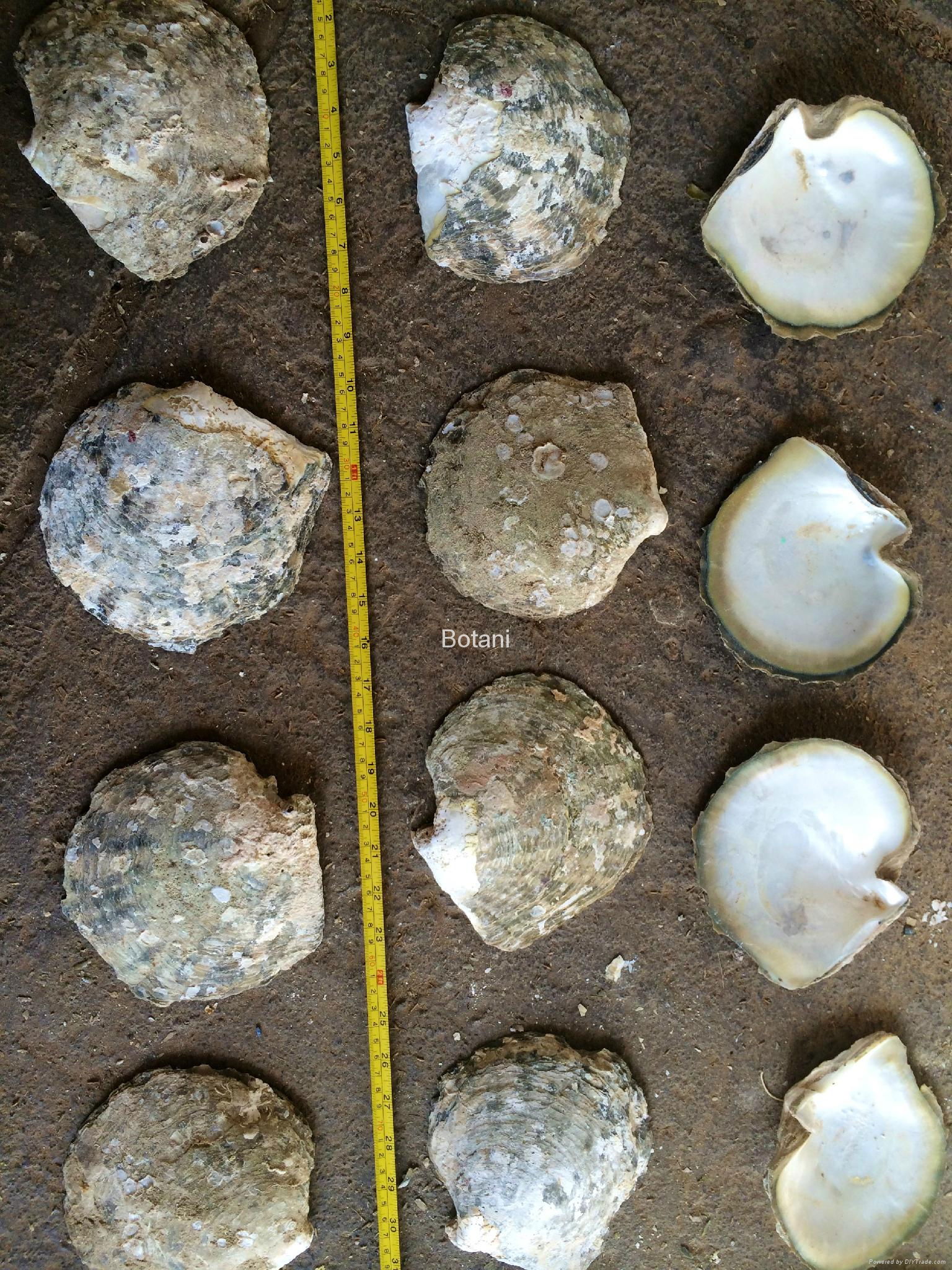 MOP Shell - UAE - Natural / Wild - Botani (United Arab Emirates Trading ...