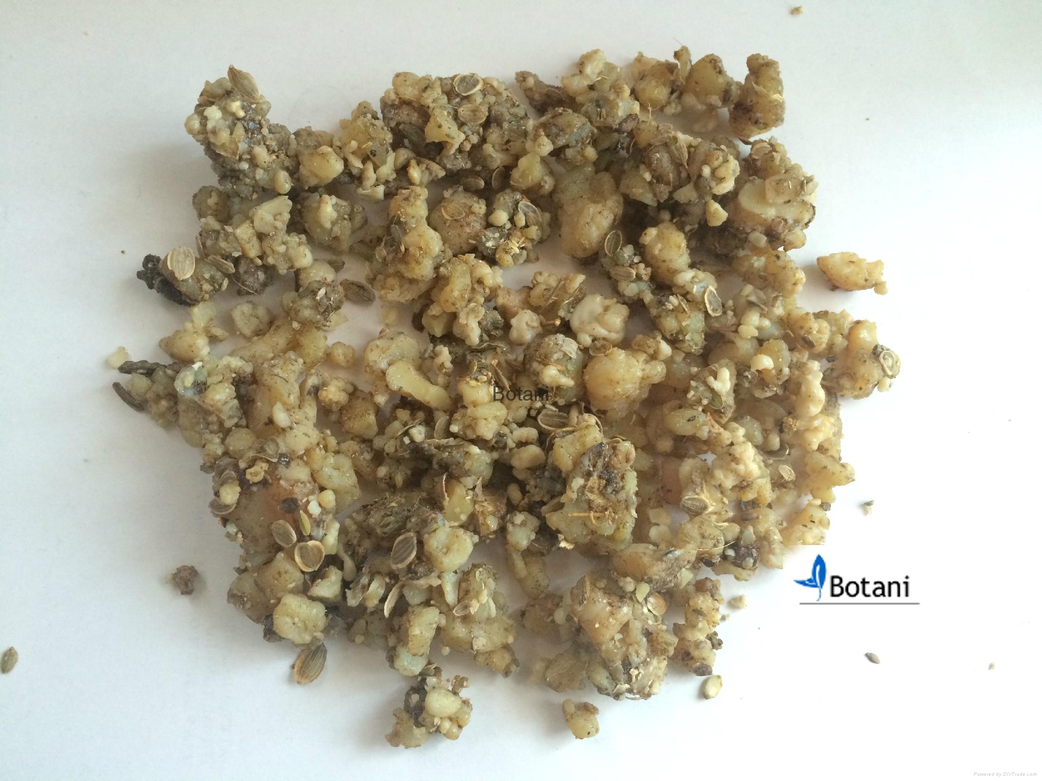 Gum Ammoniac- Afghanistan - Grade 1 - Botani (United Arab Emirates ...