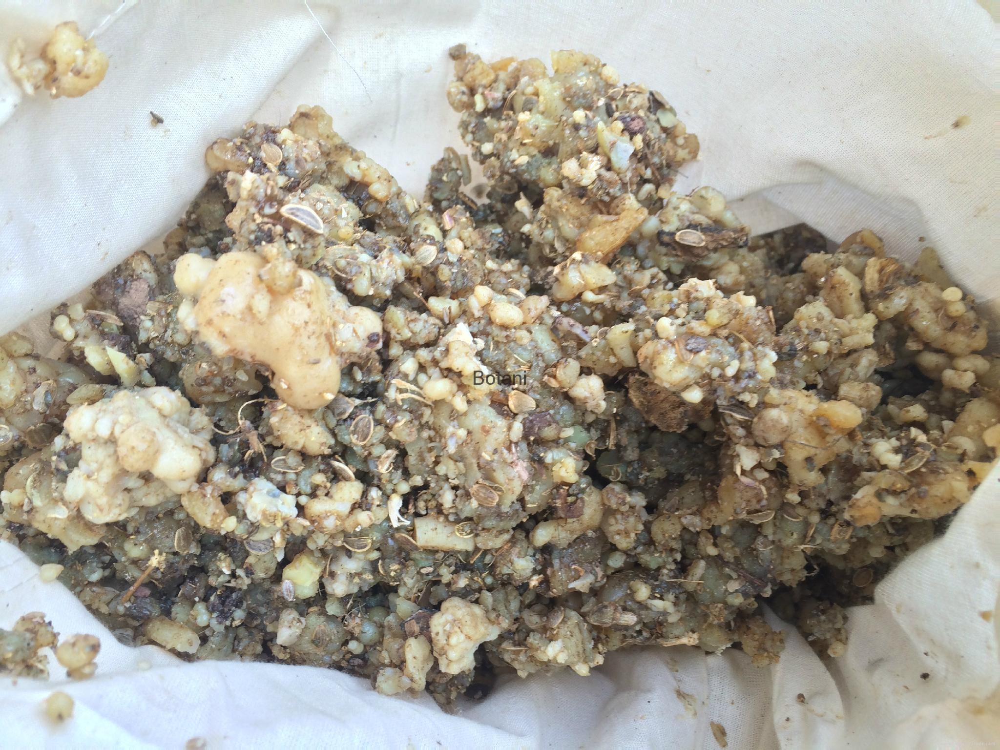 Gum Ammoniac- Afghanistan - Grade 1 - Botani (United Arab Emirates ...