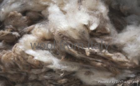 Coarse bulk italian white greasy fleece sorted & skirted - AB7080 ...