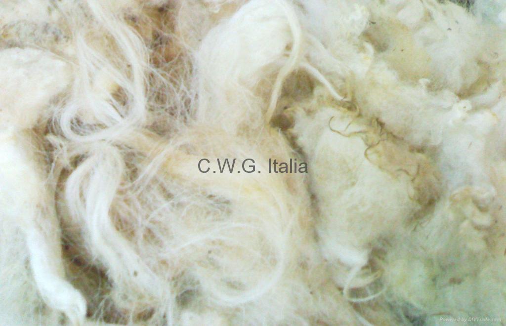 Coarse bulk italian white greasy fleece sorted & skirted - AB7080 ...