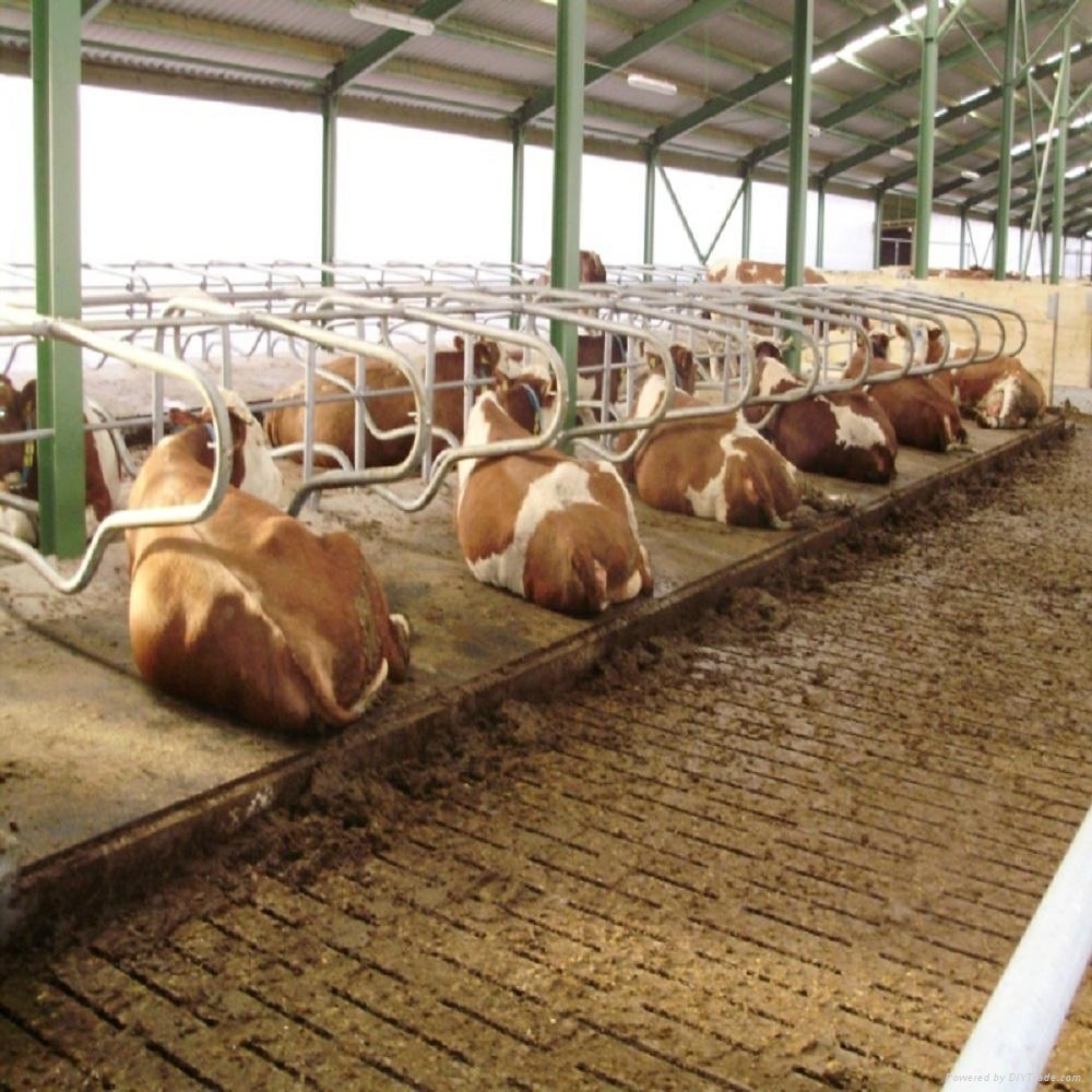 steel structure cow shed - order - zerchen (China Manufacturer ...