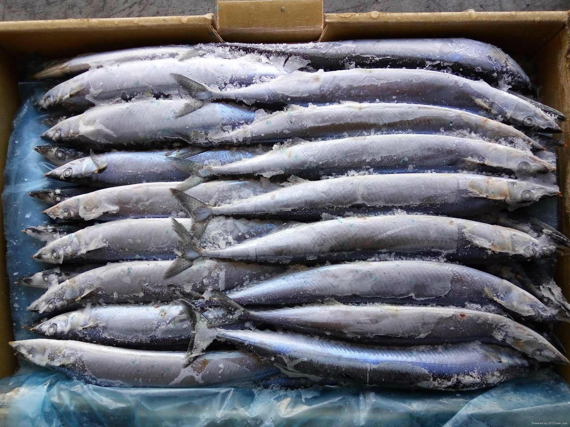 pacific saury (China Manufacturer) - Aquatic Products - Processed Food ...