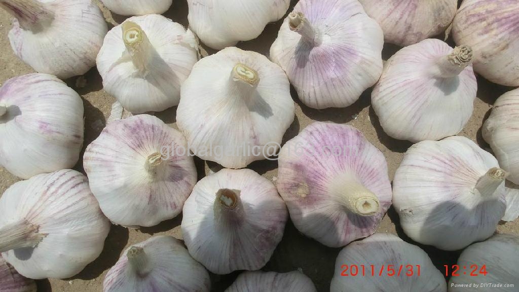 normal white garlic - 5.0cm up - glory (China Manufacturer) - Fresh ...