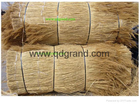 Quality Sweet Water Reed - GW09006 - G-water reed (China Manufacturer ...