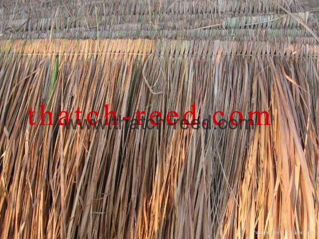 Quality Sweet Water Reed - GW09006 - G-water reed (China Manufacturer ...